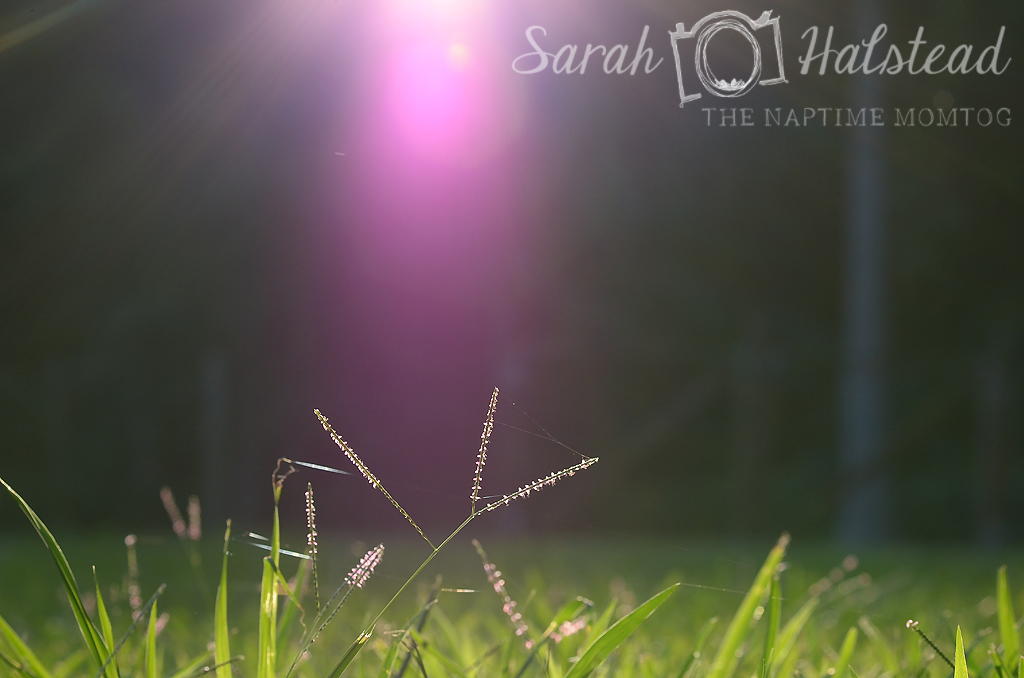 blogsoocDSC_2781 - Sarah Halstead